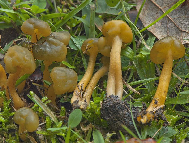 Leotia lubrica - Sociedad Micológica Barakaldo