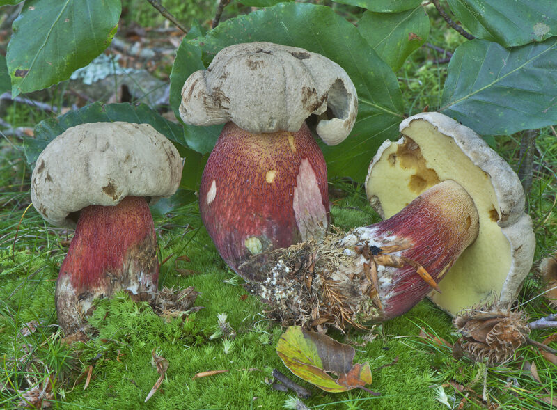 Caloboletus calopus - Sociedad Micológica Barakaldo