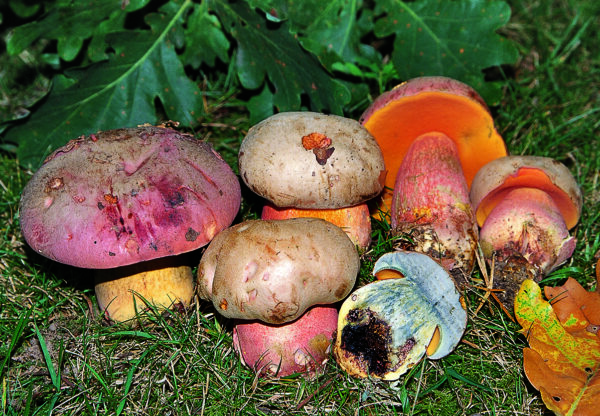 Rubroboletus legaliae - Sociedad Micológica Barakaldo