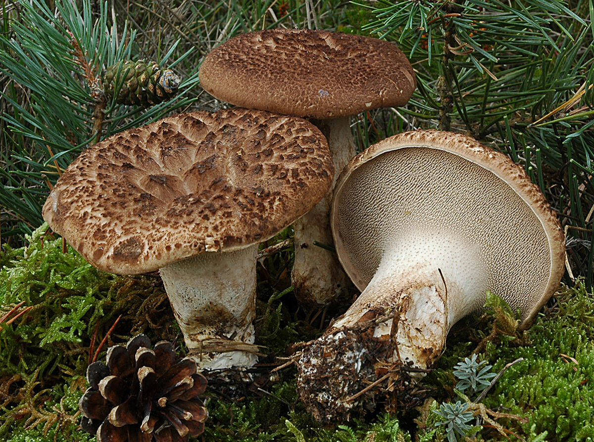 Sarcodon squamosus - Sociedad Micológica Barakaldo